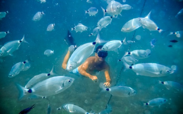 The FISH of MENORCA 👉 that you will see on the route in KAYAK