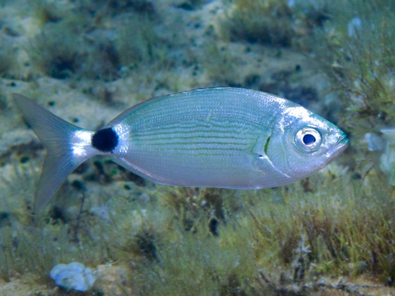The FISH of MENORCA 👉 that you will see on the route in KAYAK