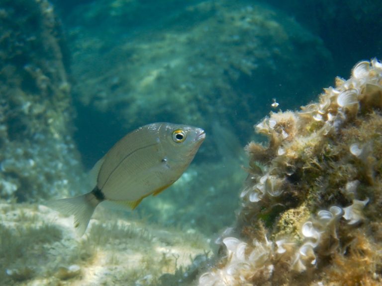 The FISH of MENORCA 👉 that you will see on the route in KAYAK